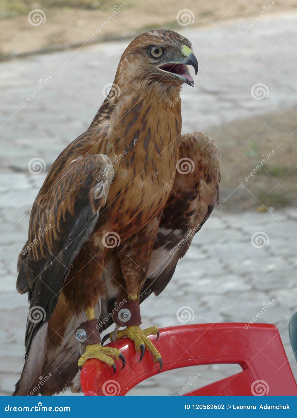A Large, Trained, Predatory Bird Sits on the Back of a Chair Stock ...
