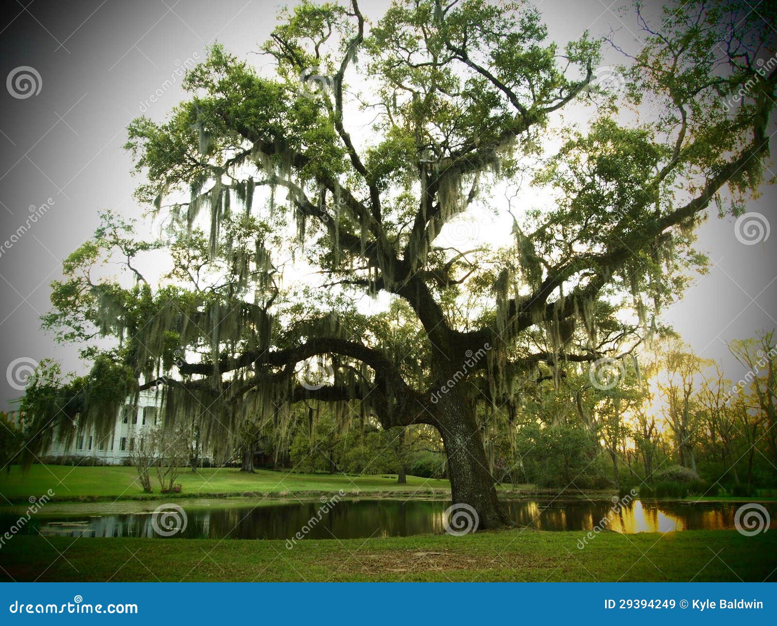 Louisiana Plantation Large Tree Stock Image - Image of louisiana ...