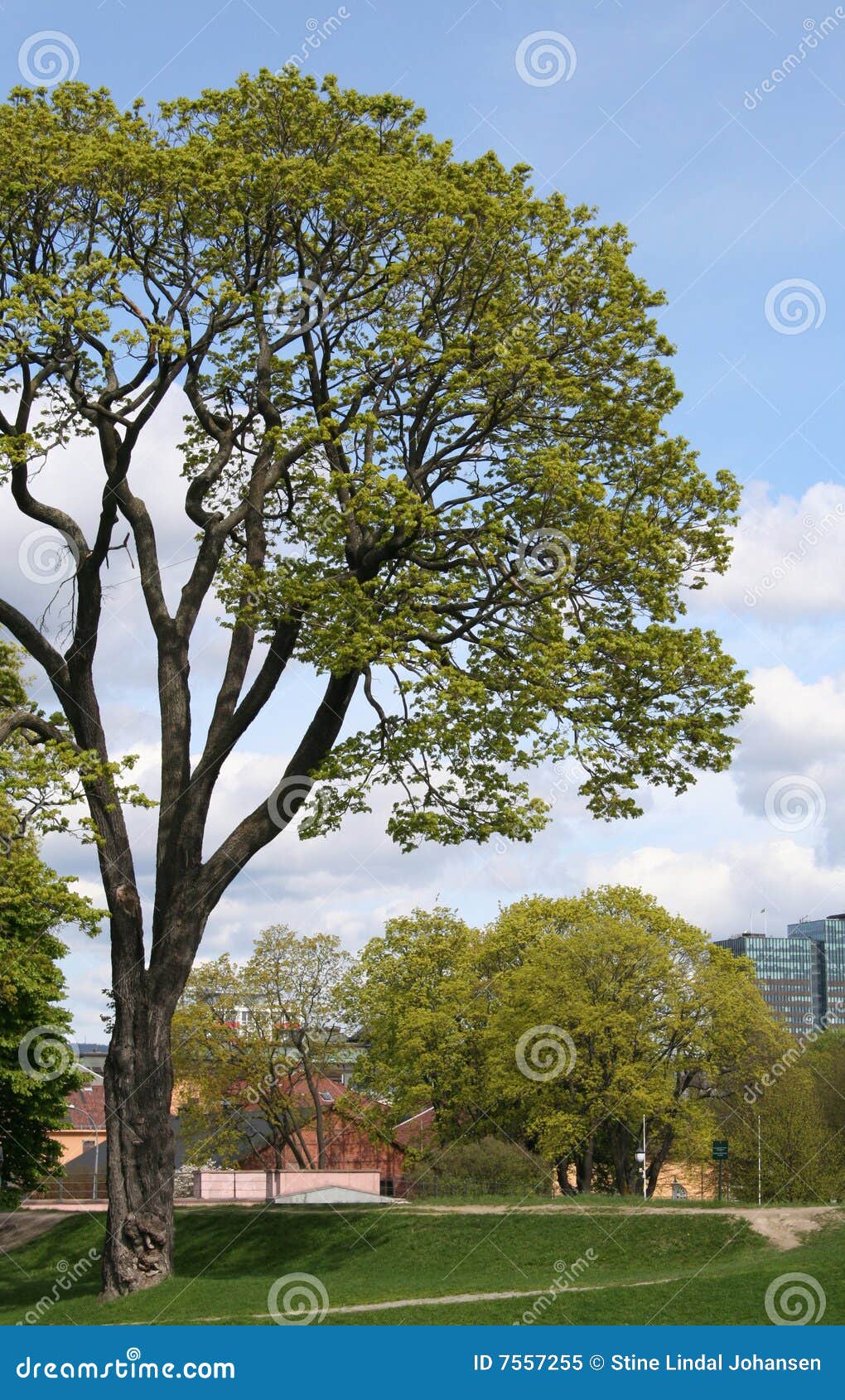 Large tree stock image. Image of oslo, path, norway, europe - 7557255