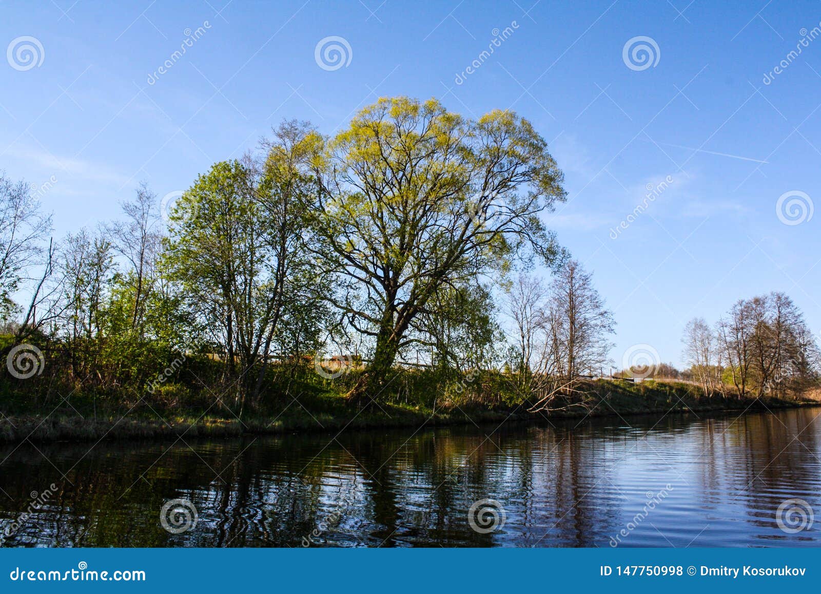 A Large Tree Above the Water of the River Stock Photo - Image of ...