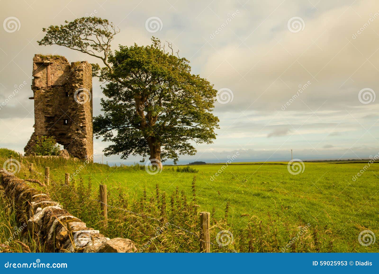 Large tree Alone stock image. Image of heritage, field - 59025953