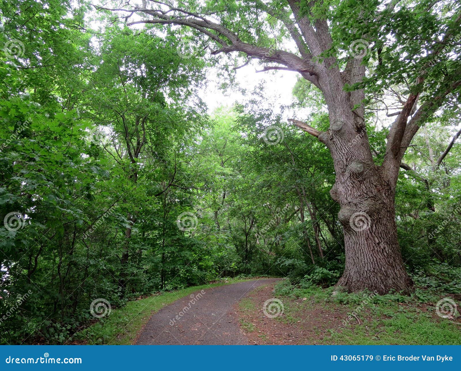 Large Tree Along Path in the Woods Stock Image - Image of grass, leaves ...