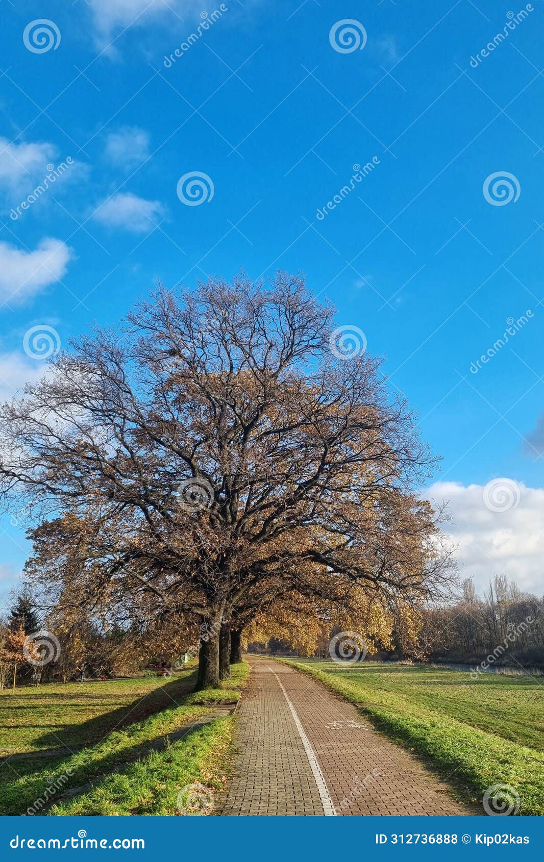 Large Tree Alongside Road, Branches Stock Photo - Image of background ...