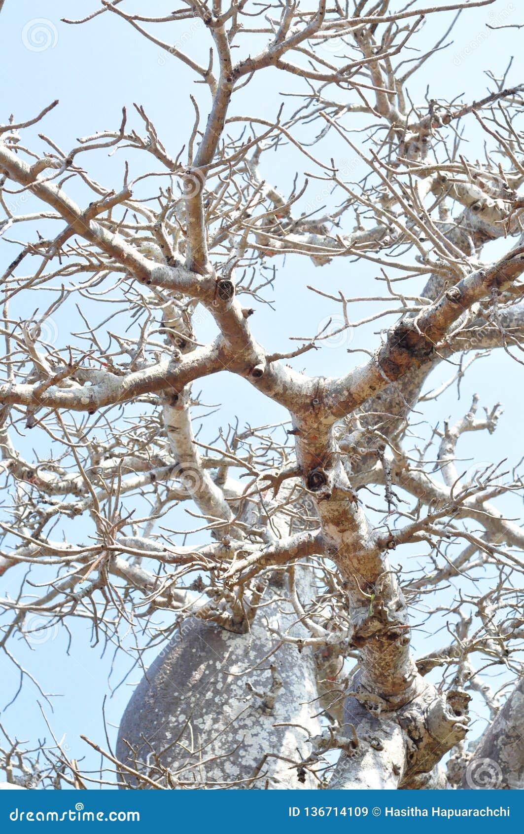 Leave less tree stock image. Image of leave, leaves - 136714109