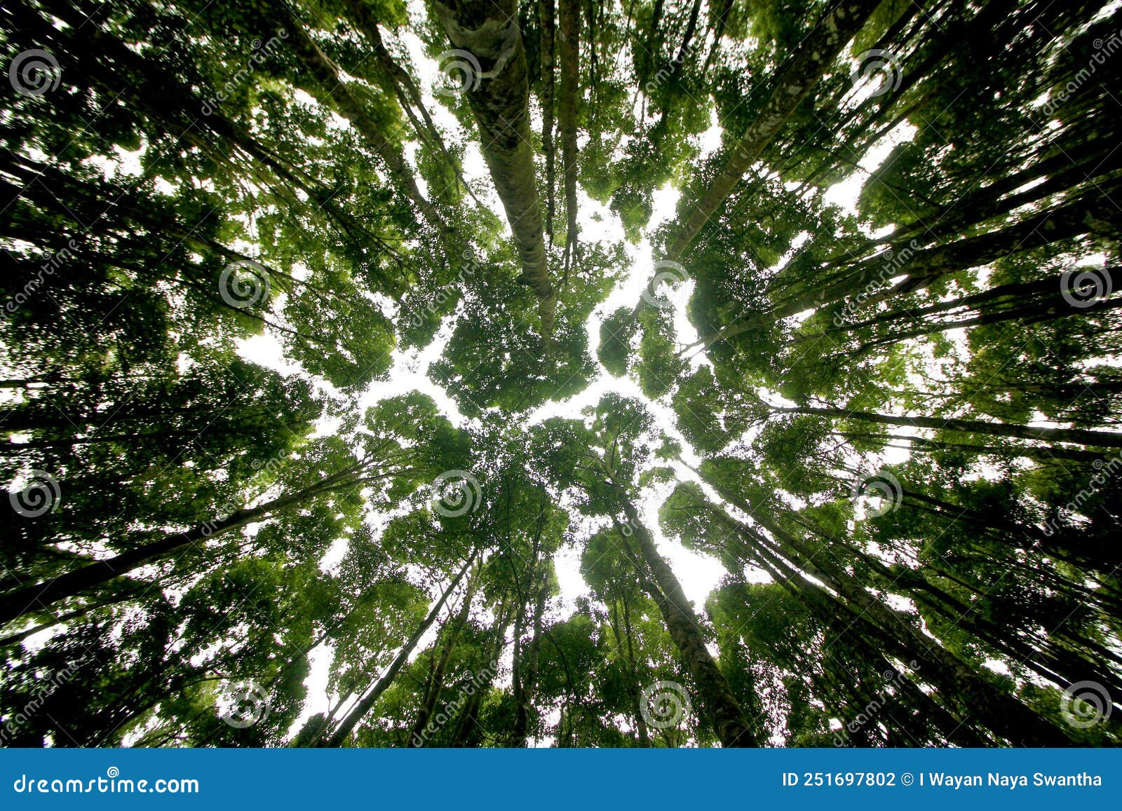 Large Tree Arrangement in the Middle of the Forest Stock Photo - Image ...