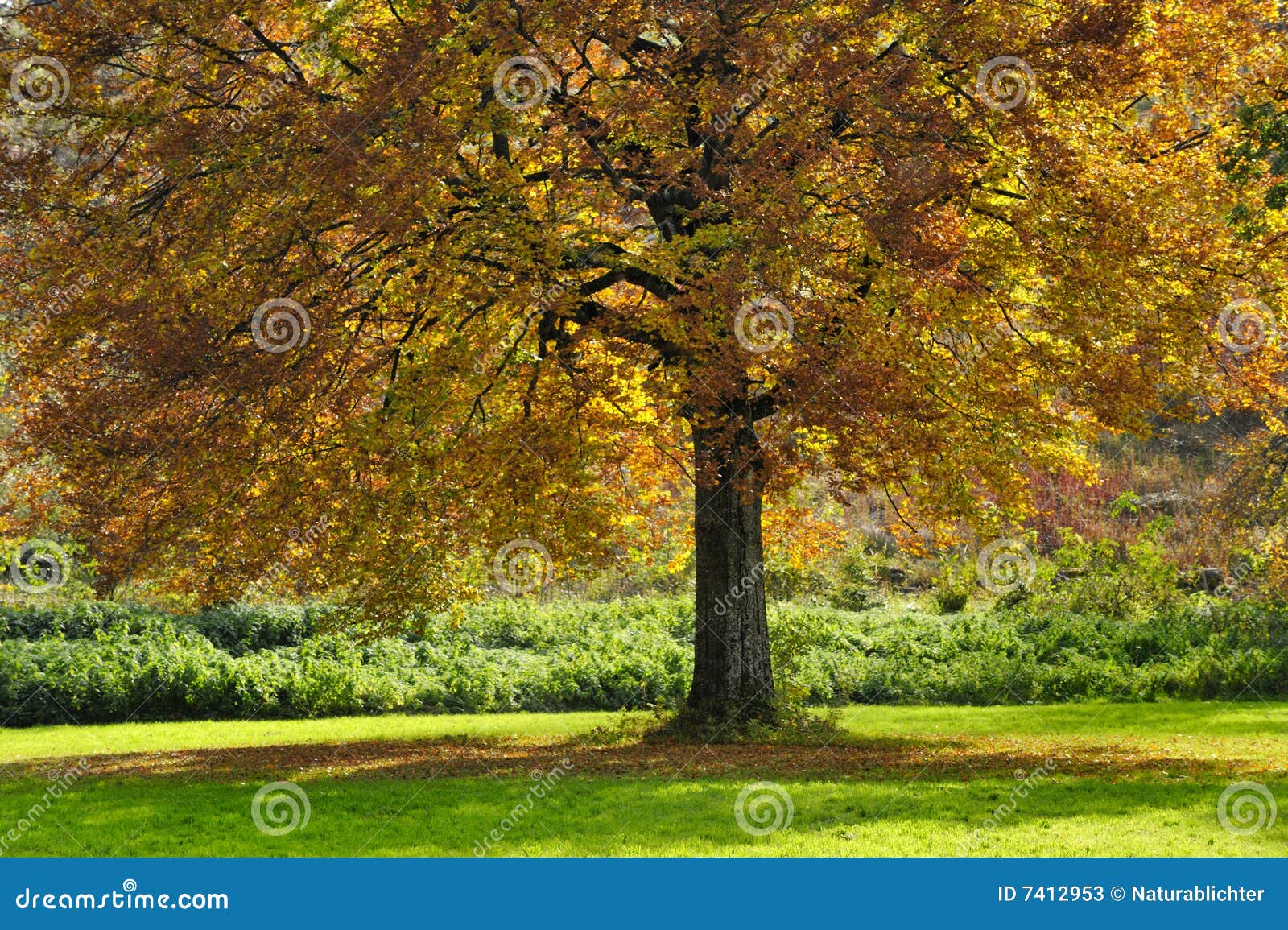 Large Tree with Autumn Leaves Stock Image - Image of foliage, leaf: 7412953