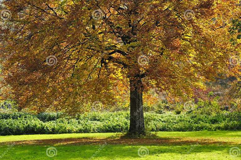 Large Tree with Autumn Leaves Stock Image - Image of foliage, leaf: 7412953