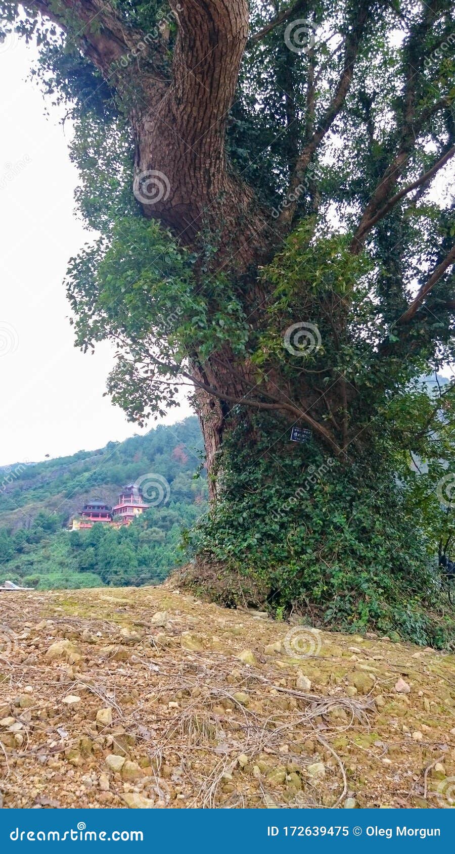 A Large Tree on the Background of a Buddhist Temple in a Chinese Taoist ...