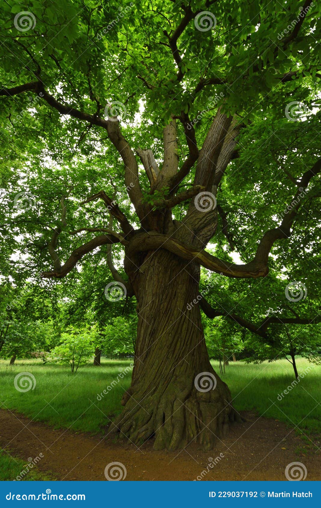 Large Tree with Bark Having a Twisted Appearance Stock Photo - Image of ...