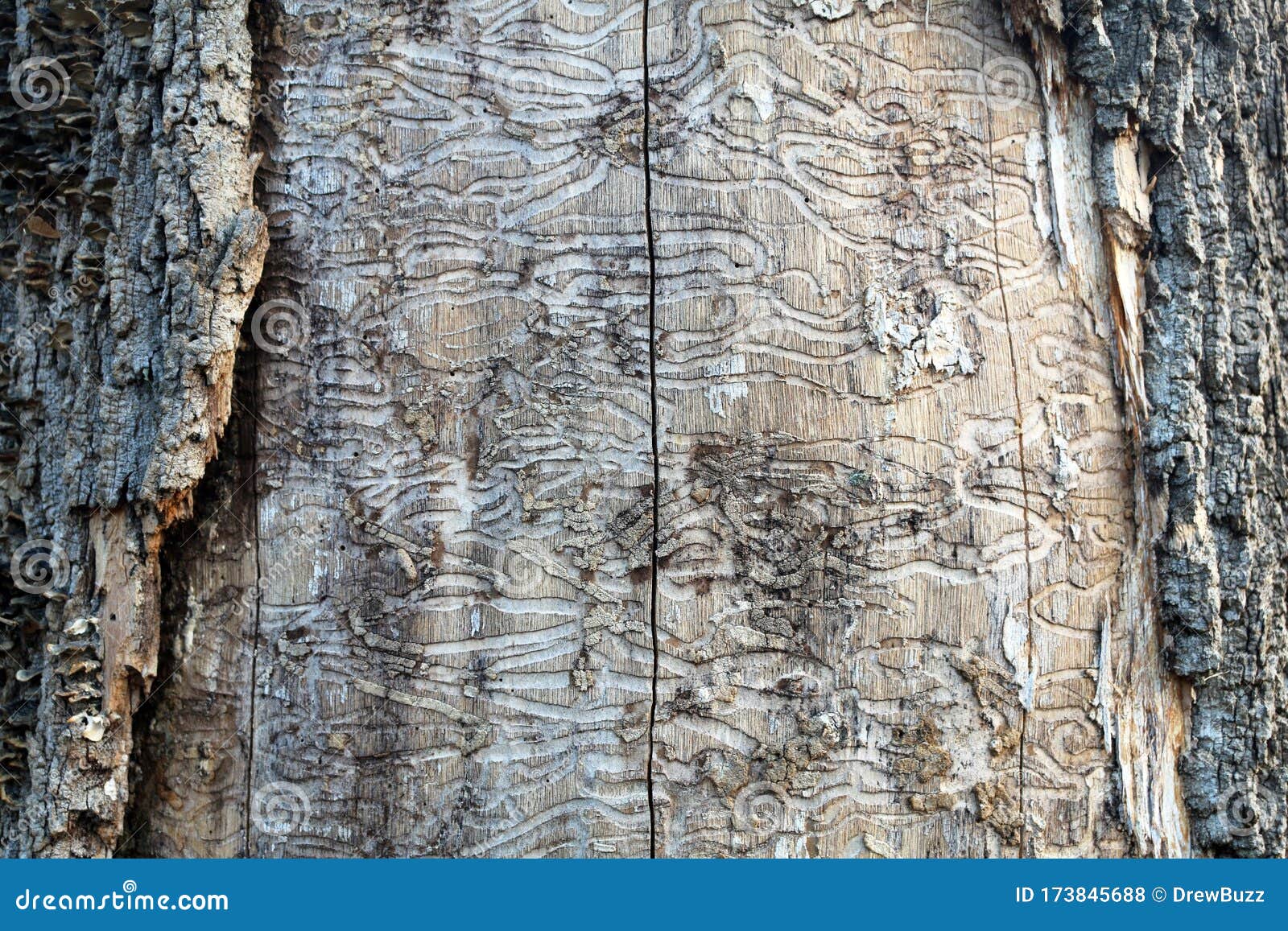 Large Tree Bark Worm Trails Surface Close-up Stock Photo - Image of ...