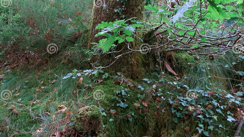 Large Tree Base among Forest Vegetation Stock Image - Image of country ...
