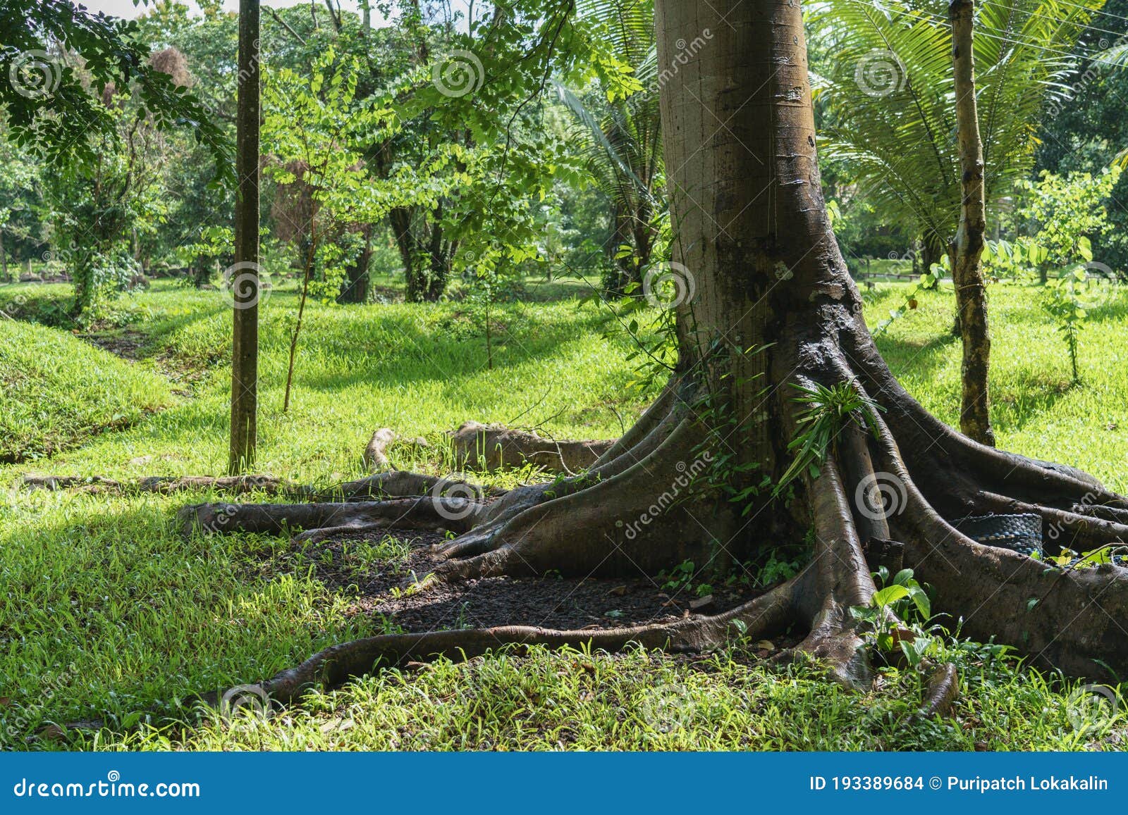 Large tree base stock photo. Image of base, closeup - 193389684