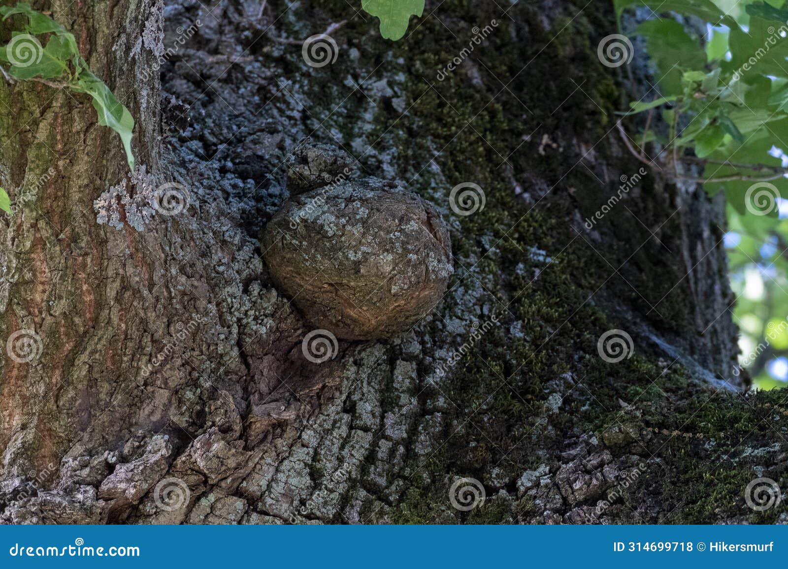 Large Tree Bead, Druid Egg on an Old Oak Tree with Bark Stock Photo ...
