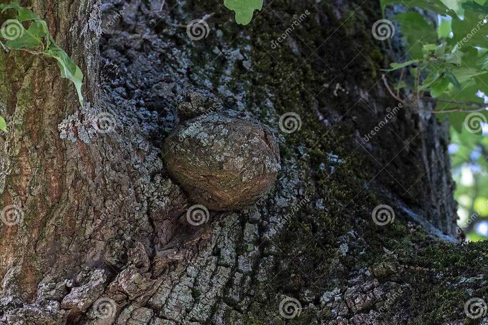 Large Tree Bead, Druid Egg on an Old Oak Tree with Bark Stock Photo ...