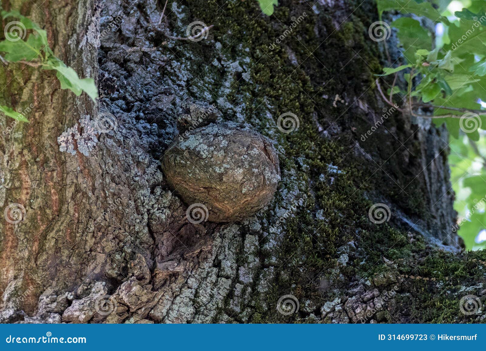 Large Tree Bead, Druid Egg on an Old Oak Tree with Bark Stock Image ...