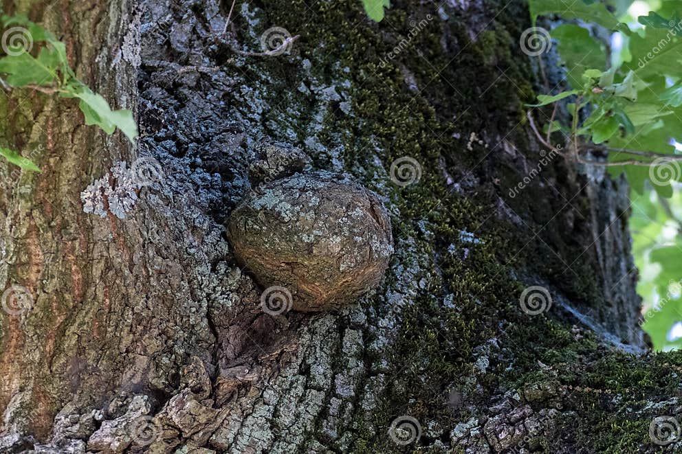 Large Tree Bead, Druid Egg on an Old Oak Tree with Bark Stock Image ...