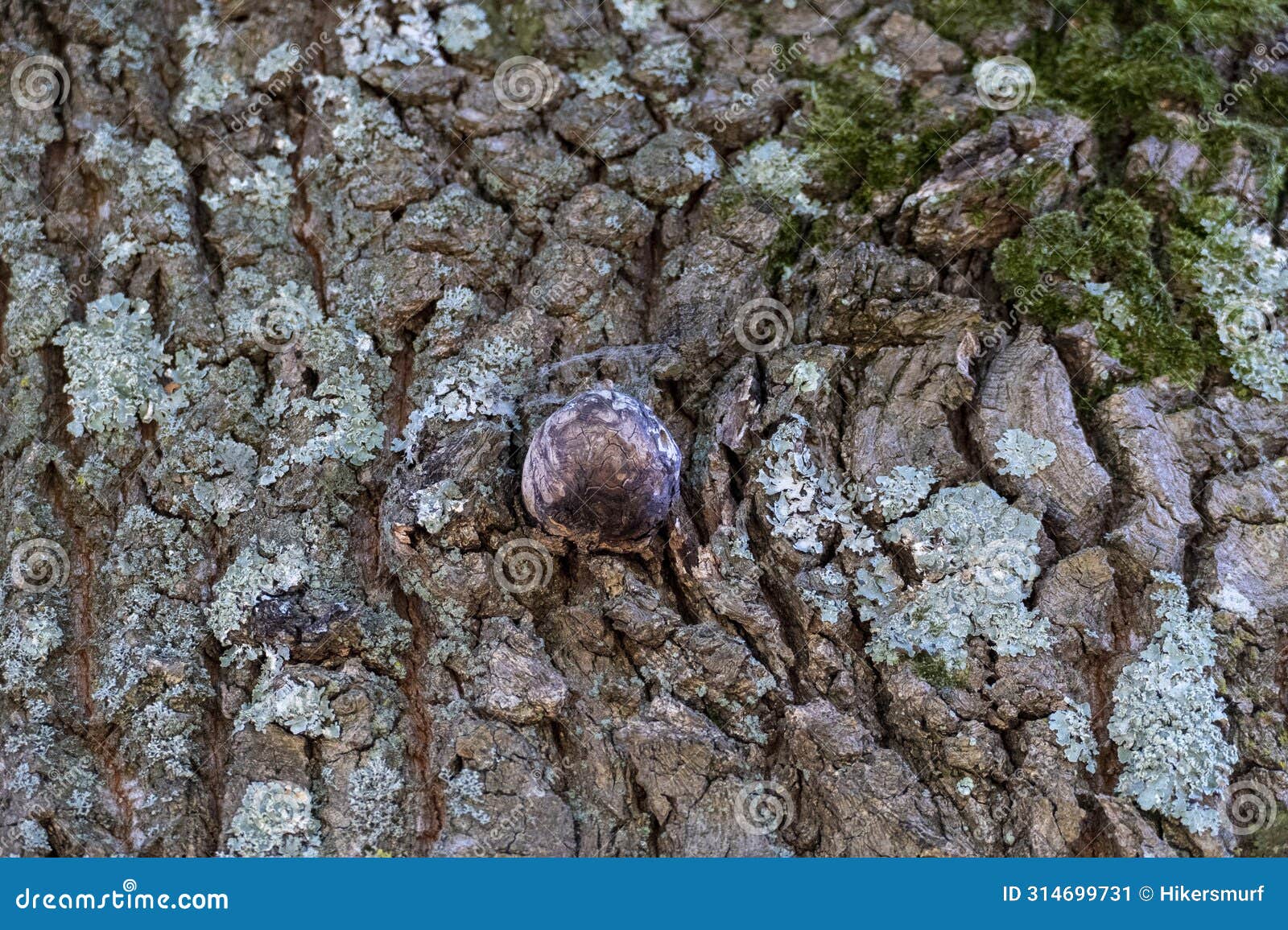 Large Tree Bead, Druid Egg on an Old Oak Tree with Bark Stock Image ...