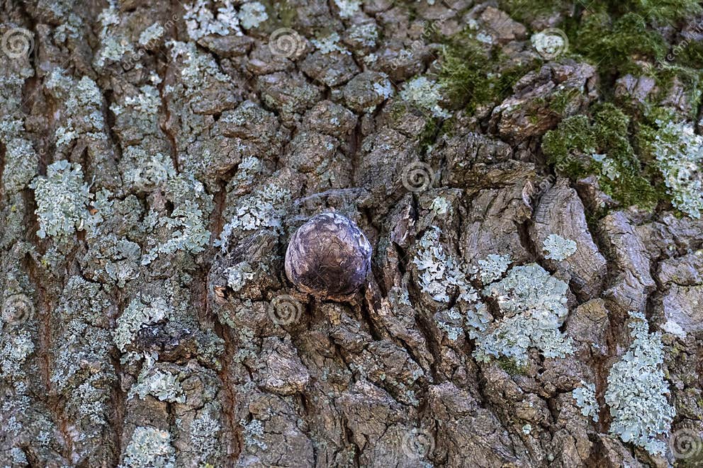 Large Tree Bead, Druid Egg on an Old Oak Tree with Bark Stock Image ...