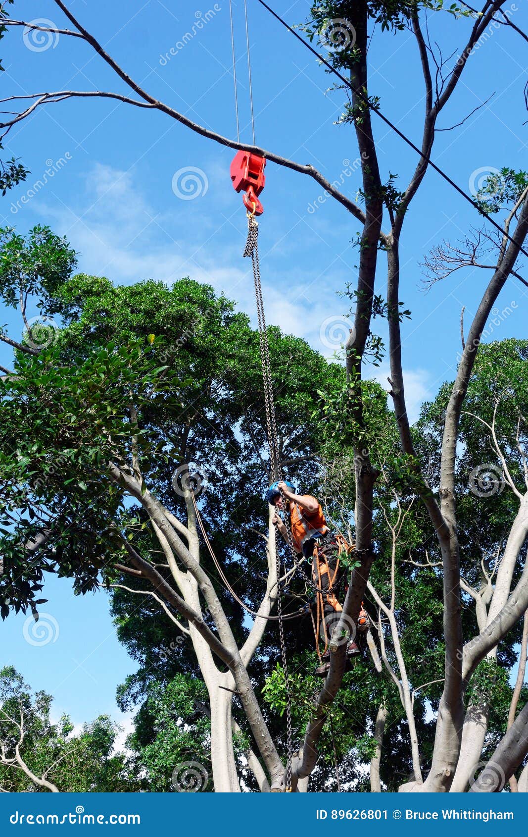 A Large Tree Being Pruned editorial photo. Image of hanging - 89626801