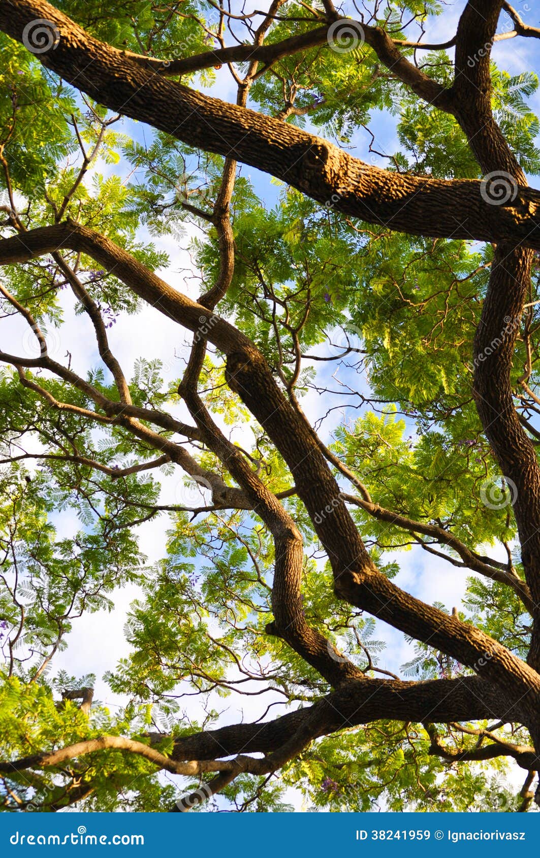 Large tree from below stock image. Image of australia - 38241959