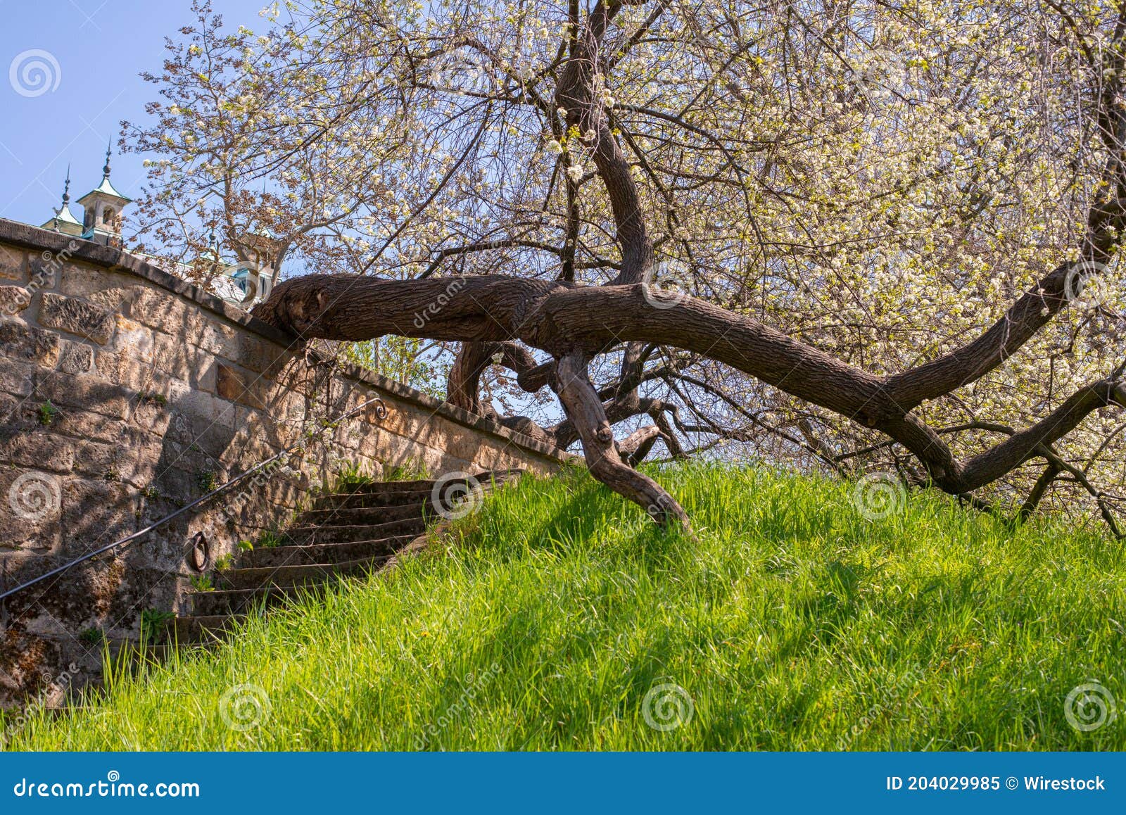 Large Tree Bent Over the Pavement, in a Park during Daylight Stock ...