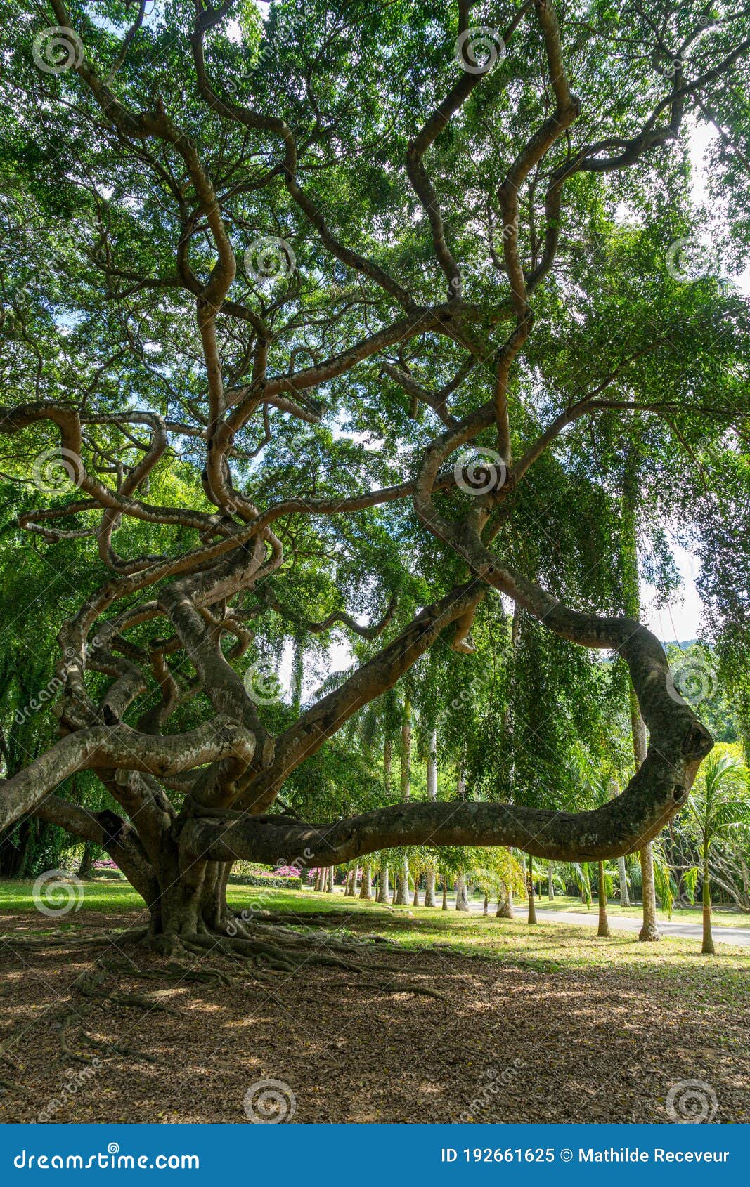 Large Tree in Botanical Garden Stock Image - Image of green ...