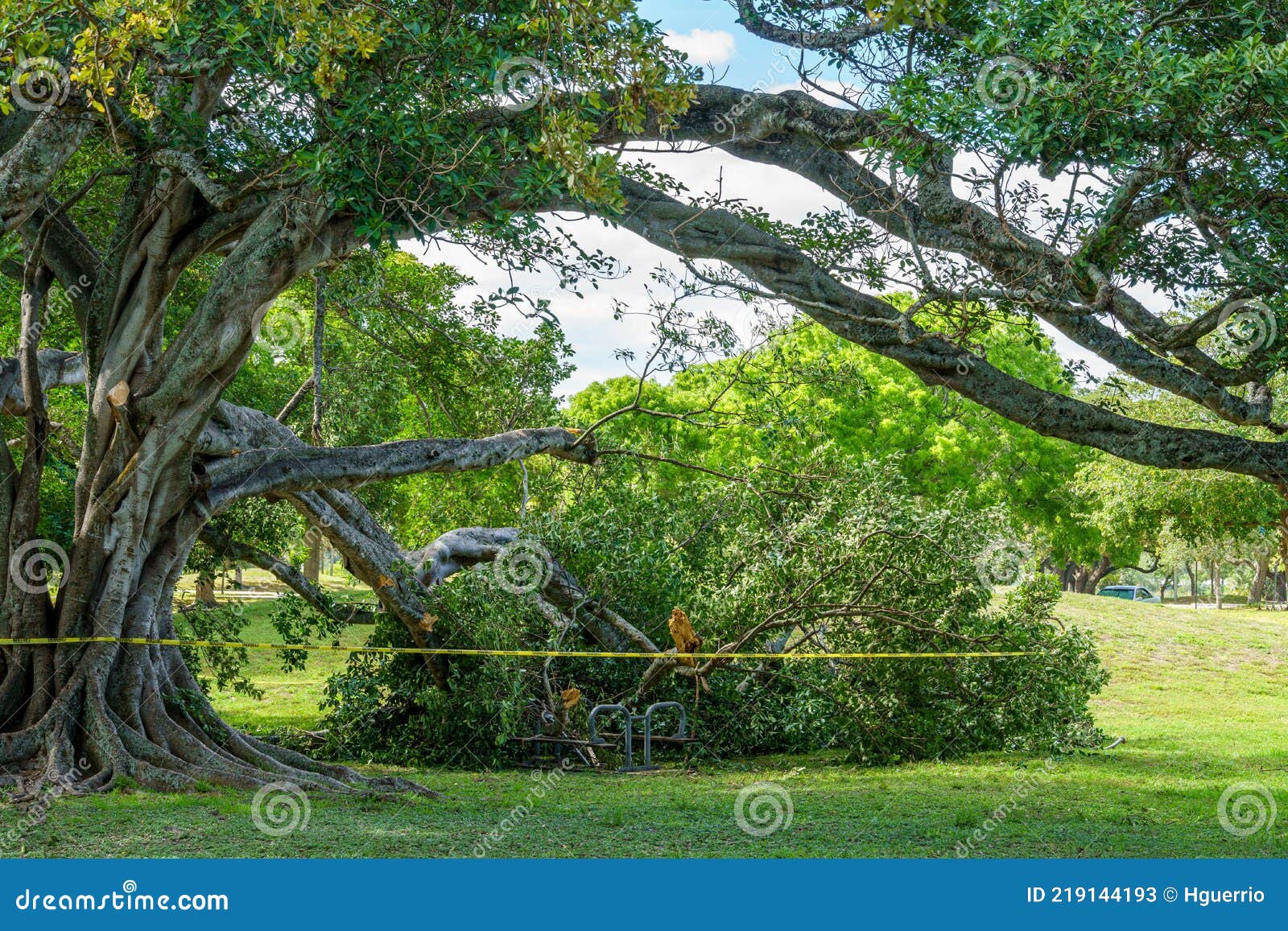 A Large Tree Branch Broken after Storm - Hollywood, Florida, USA Stock ...