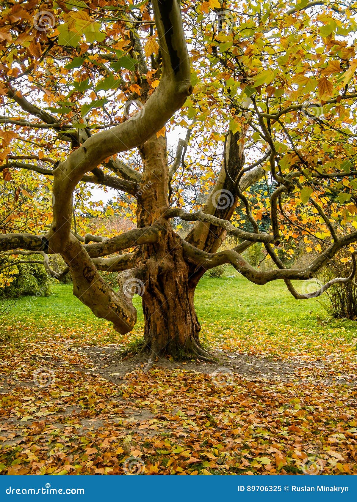 Large tree with a branch stock image. Image of panorama - 89706325