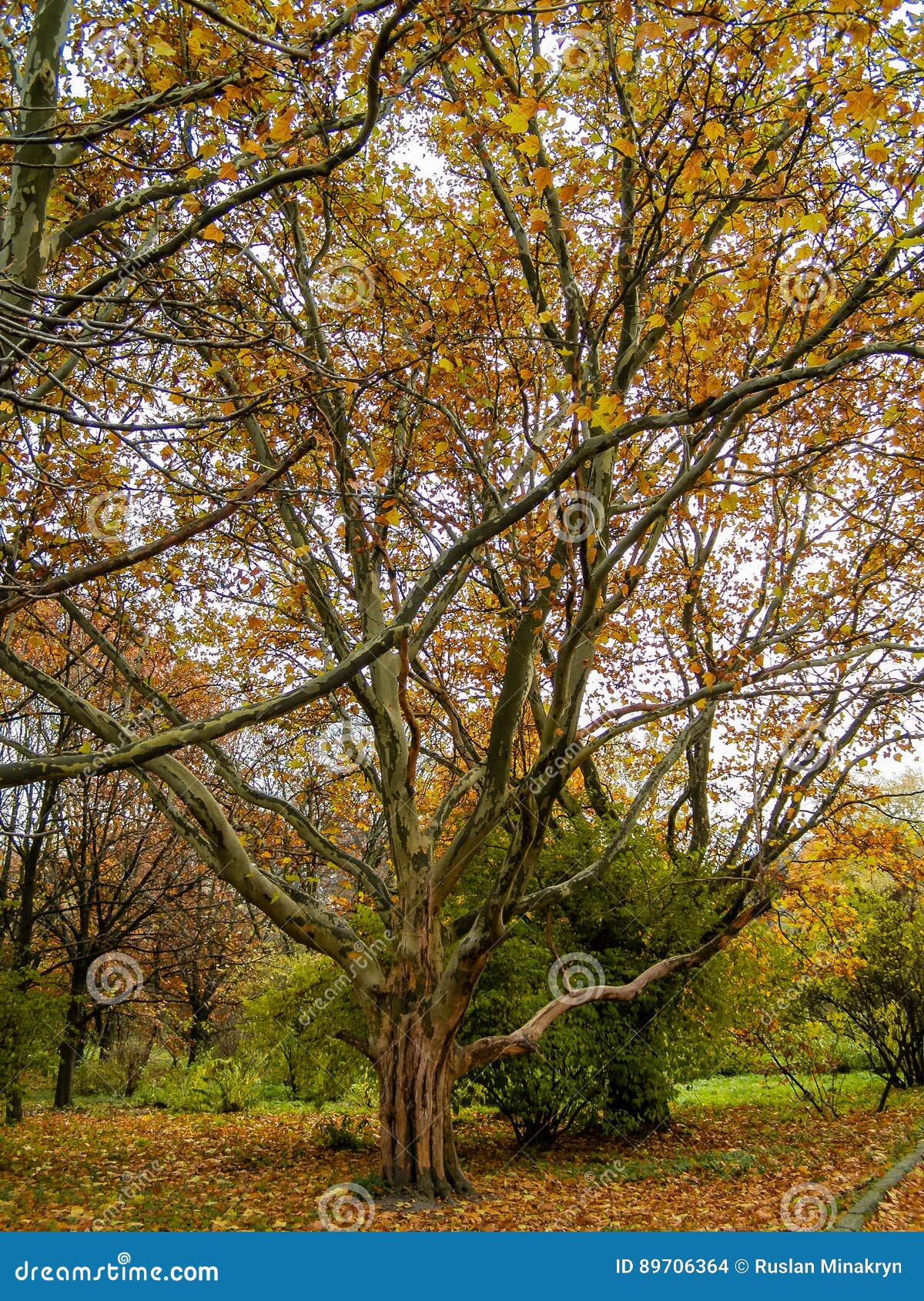 Large tree with a branch stock photo. Image of forest - 89706364