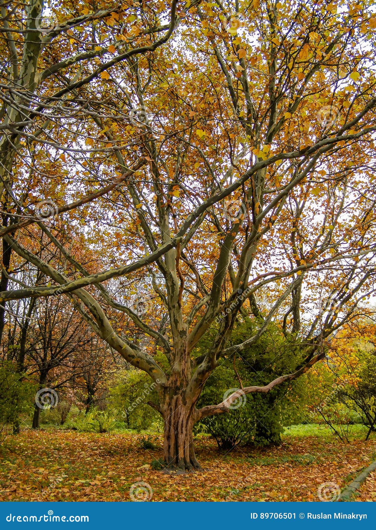 Large tree with a branch stock image. Image of leaf, branch - 89706501