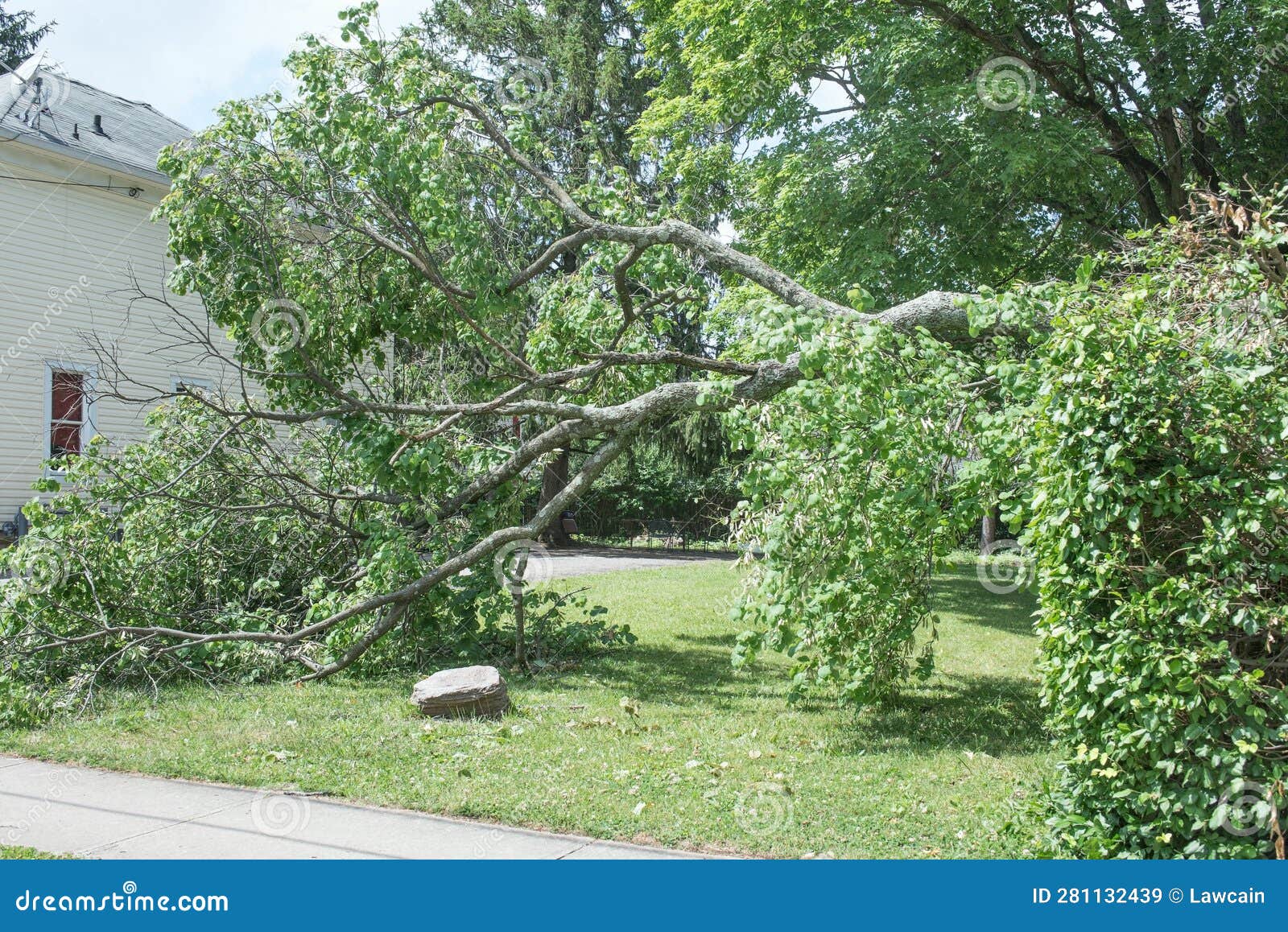 Large Tree Branch Felled after Strong Storm Stock Image - Image of ...