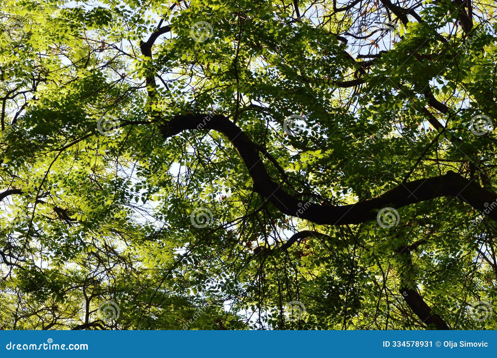 Large Tree Branch Full of Leaves Stock Image - Image of plant, sunlight ...