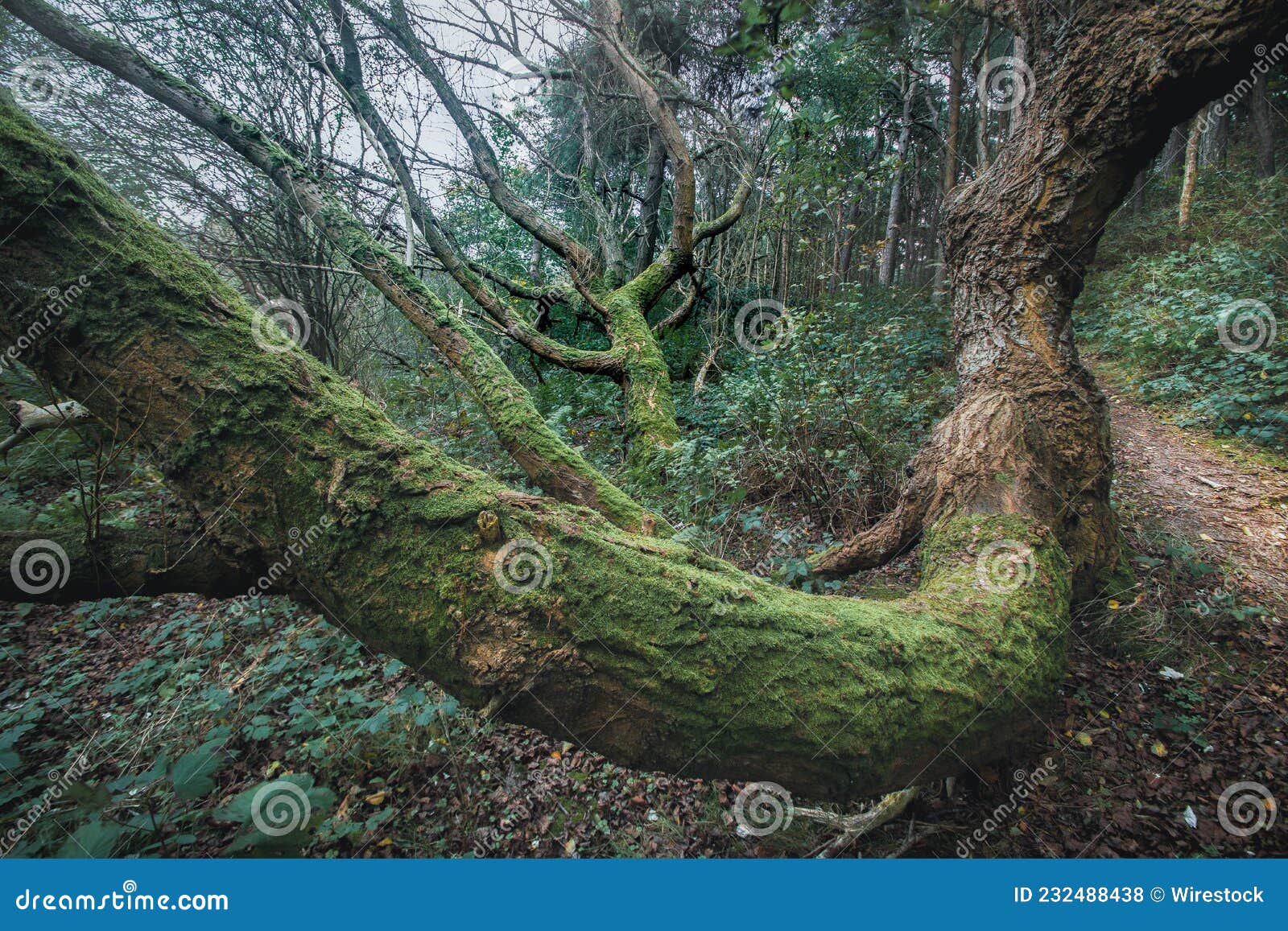 Large Tree Branch in the Woods Stock Photo - Image of beatiful, spring ...