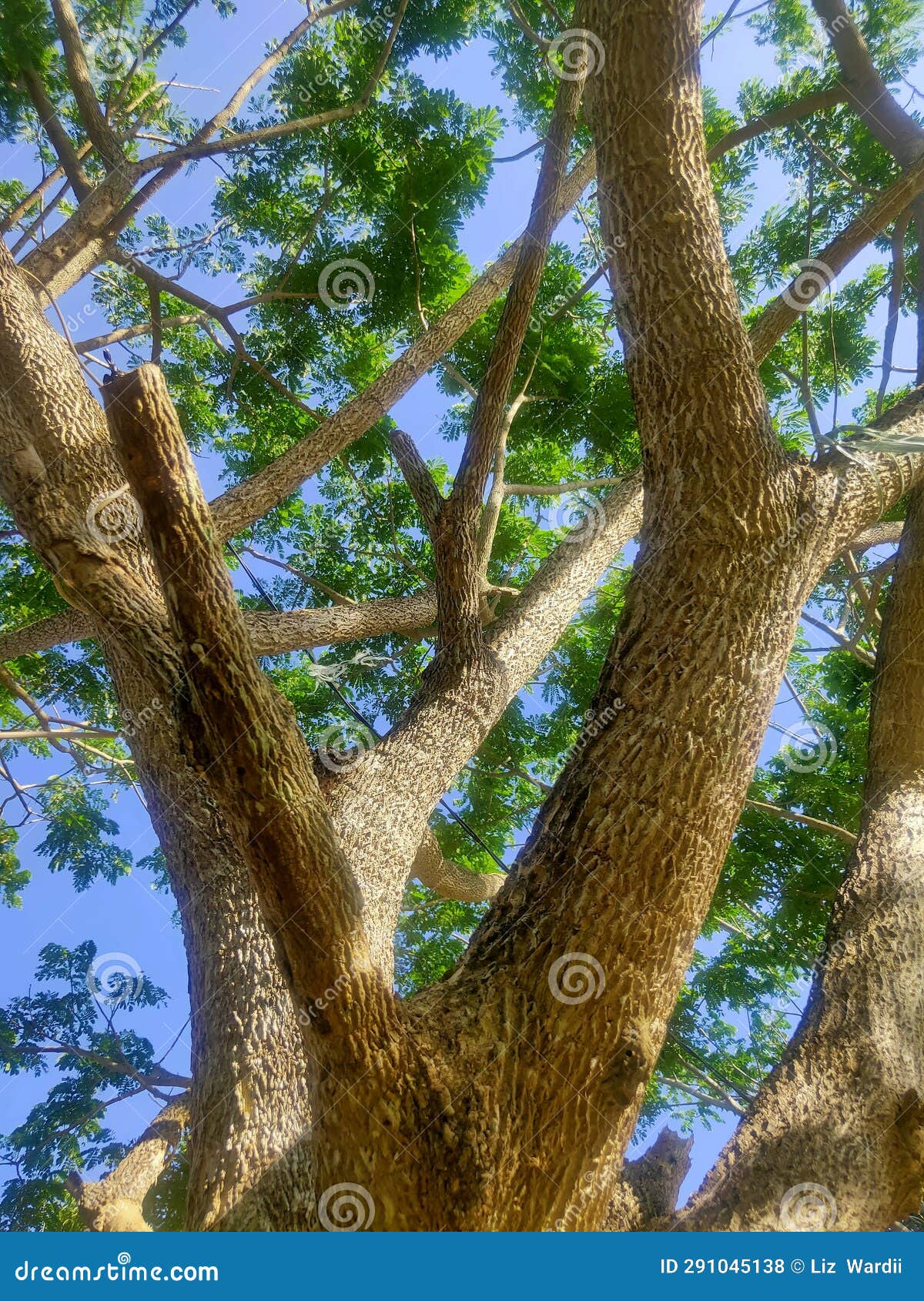 Large Tree Branches Against a Bright Sky Background Stock Photo - Image ...