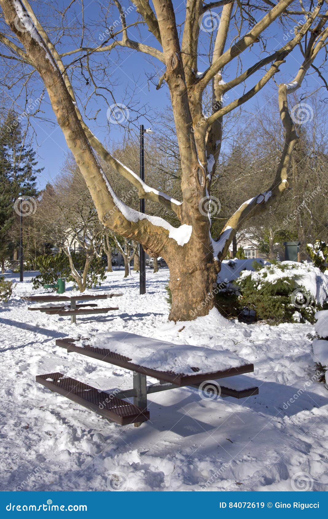 Large Tree Branches and Picnic Benches. Stock Image - Image of snow ...
