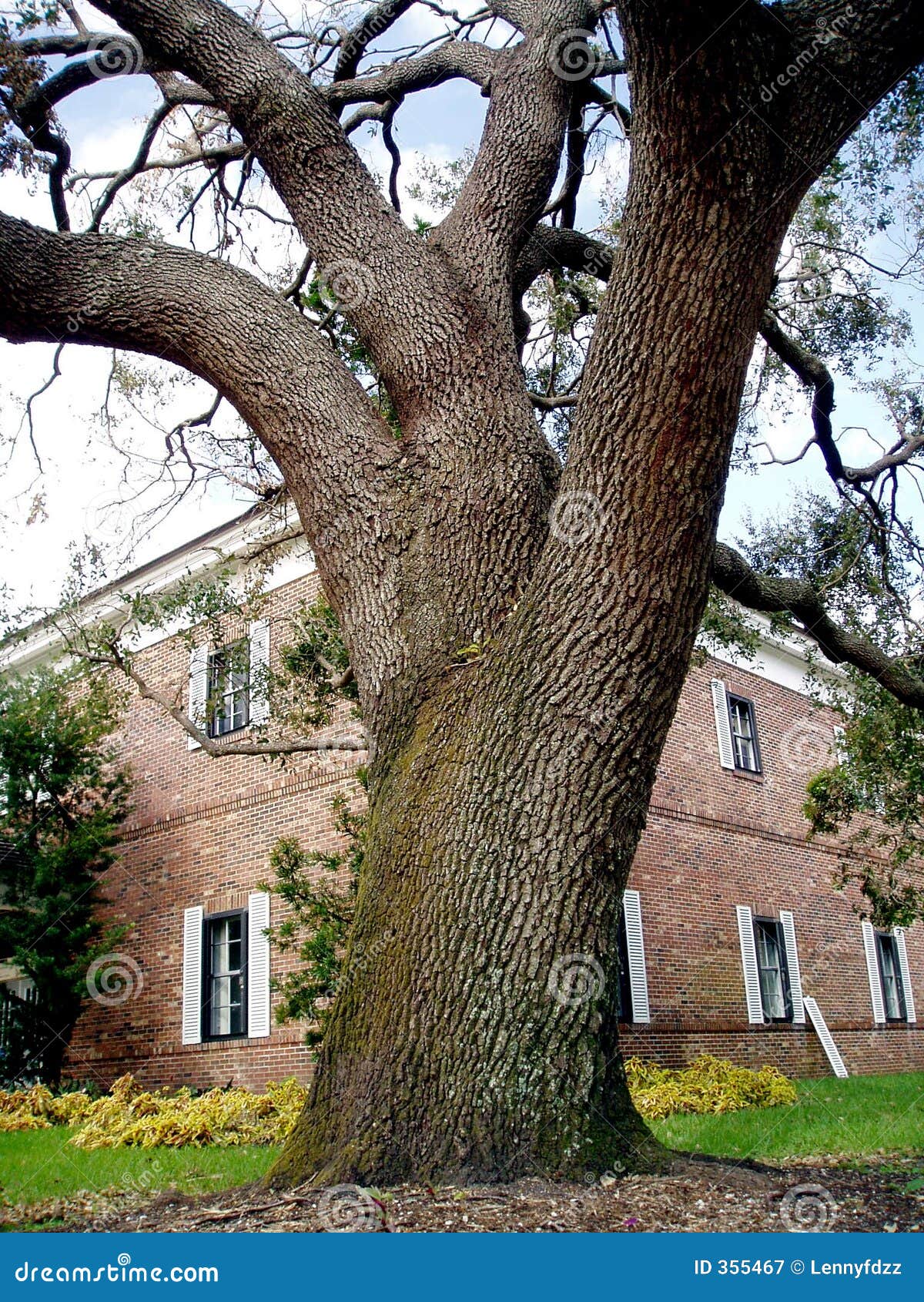 Large tree and building stock image. Image of tall, building - 355467