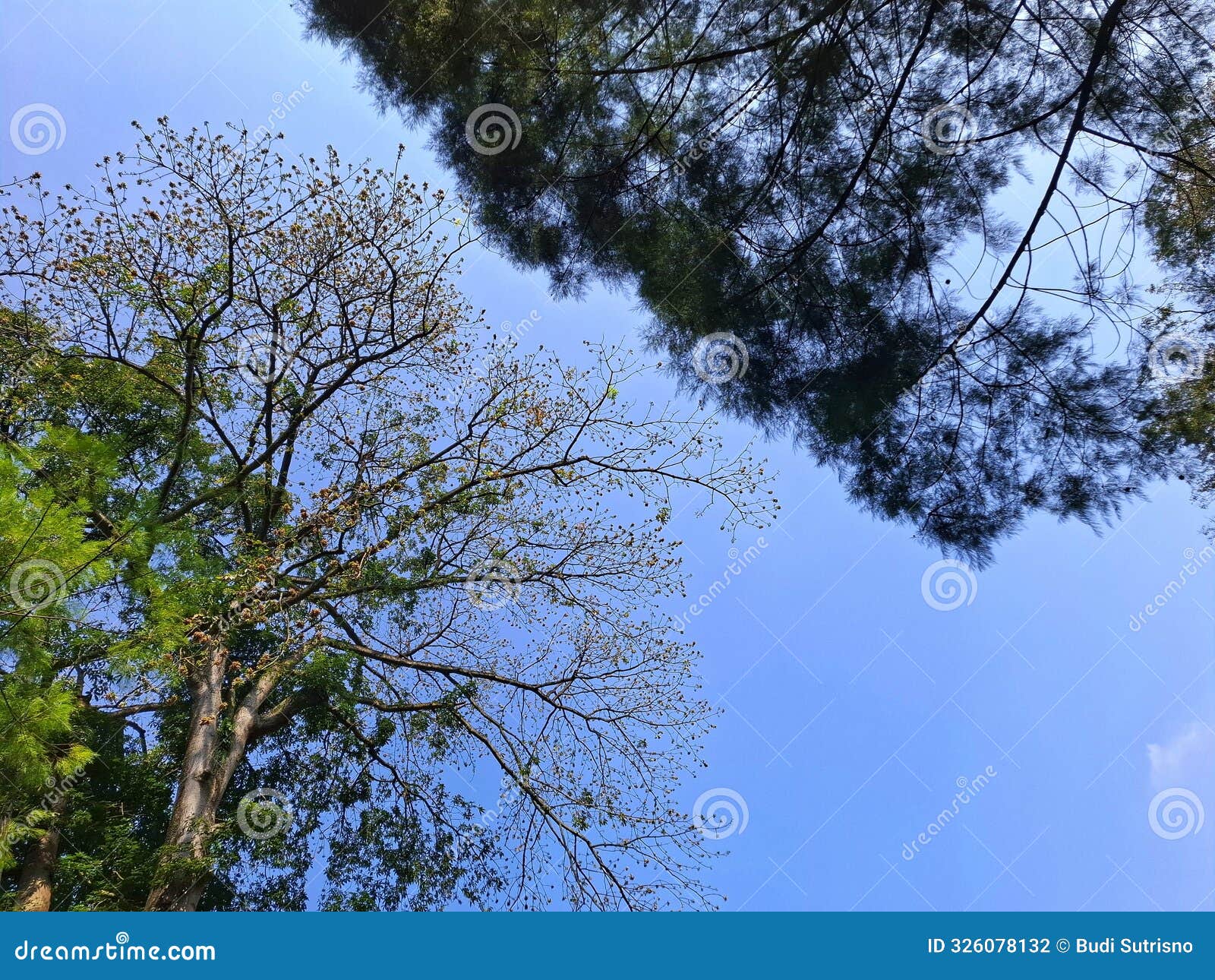 Large Tree Canopy with Blue Sky Stock Photo - Image of canopy, blue ...