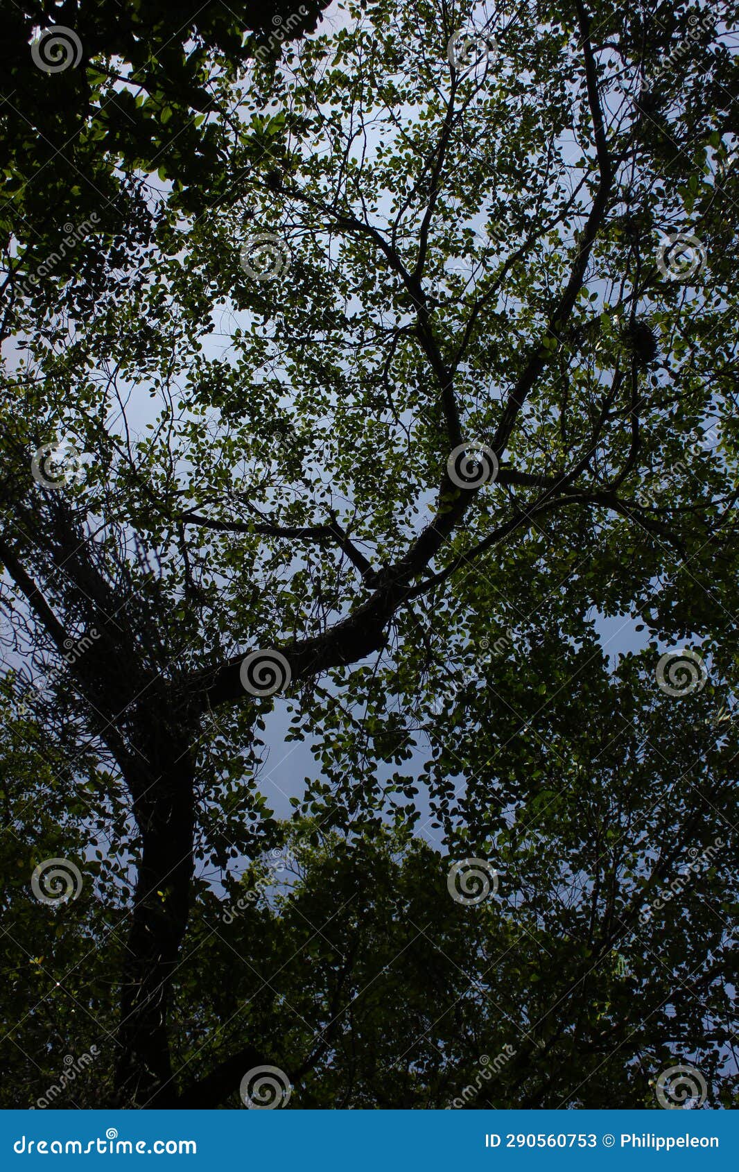 Large Tree Canopy Seen from Below Stock Image - Image of polka, pink ...