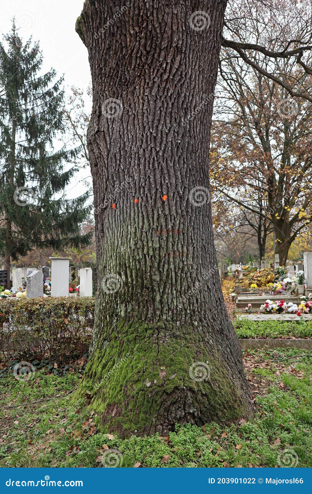 Large tree in the cemetery stock photo. Image of grave - 203901022
