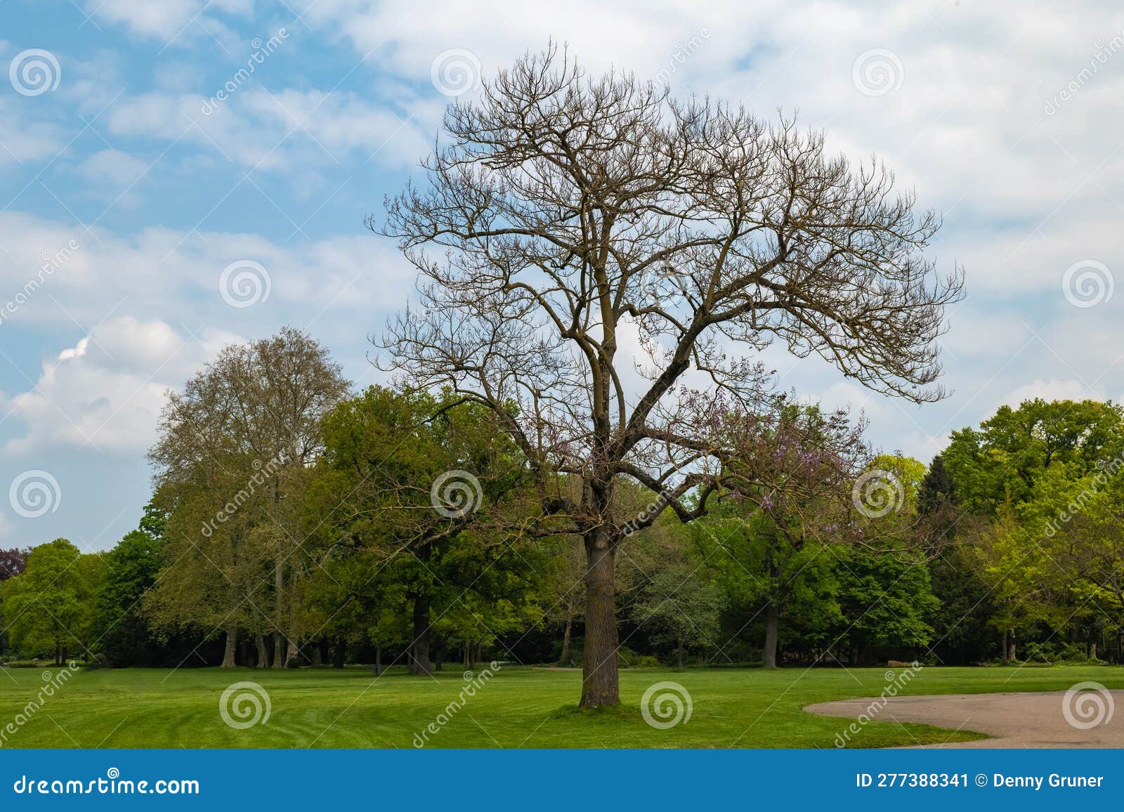 Large Tree in the City Park in Spring Stock Image - Image of tree ...