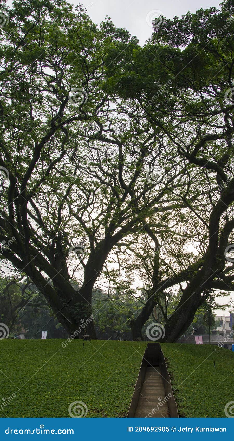 Large tree in city park editorial image. Image of adorning - 209692905