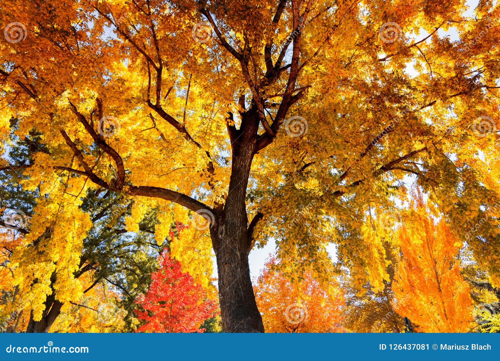 Large Tree with Colorful Autumn Leaves Stock Image - Image of seasonal ...