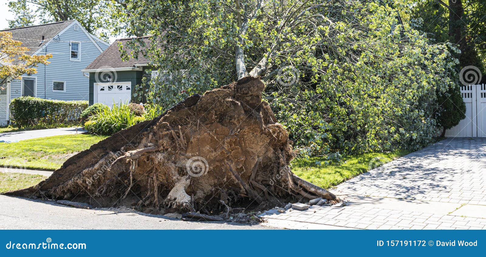Tree Falls on House during Storm Stock Photo - Image of aftermath ...
