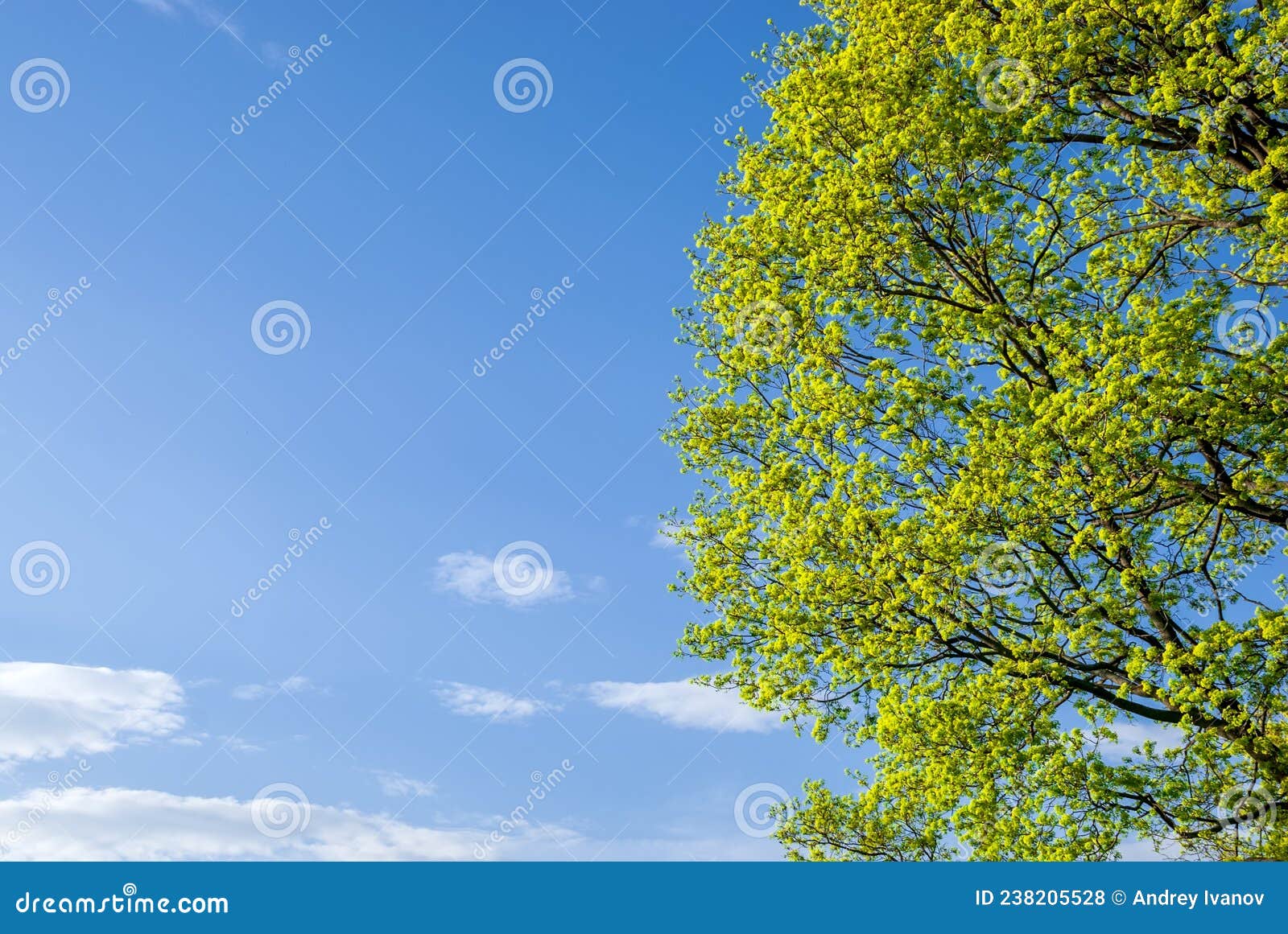 A Large Tree Crown on a Blue Sky Background. Well-kept Garden. Spring ...