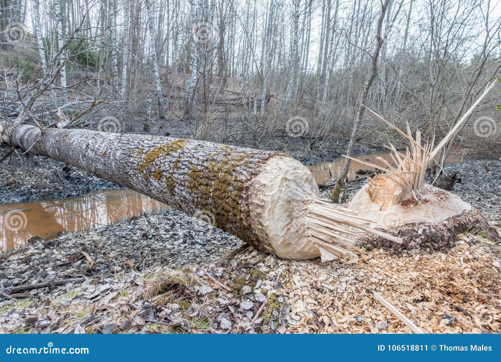 Beaver timber stock image. Image of management, landscape - 106518811