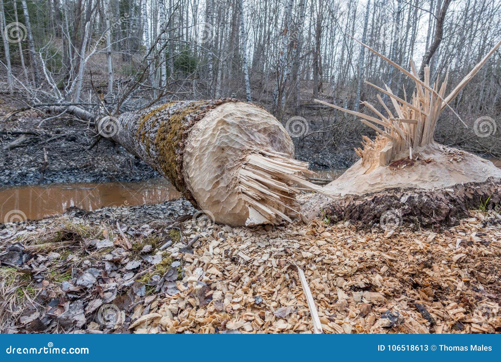 Beaver timber stock image. Image of forests, gnawed - 106518613