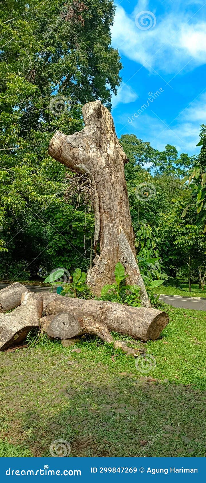 Large Tree Cut Down in the Park Stock Image - Image of park, tree ...
