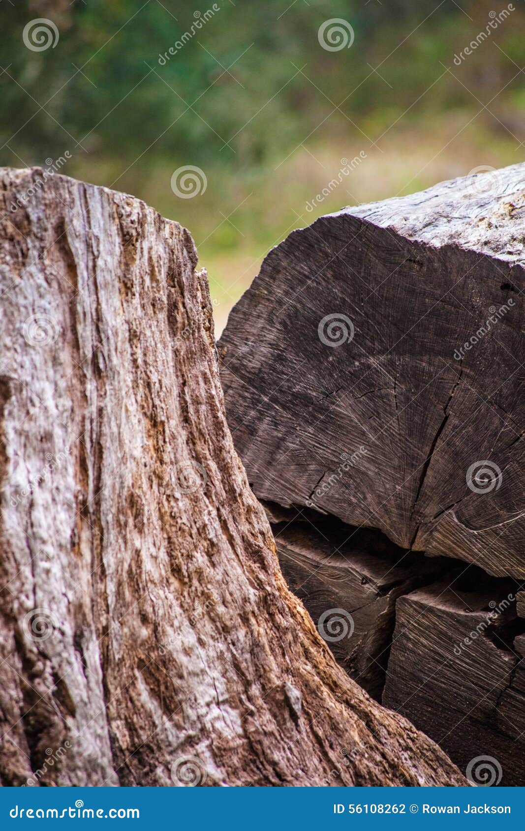 Large Tree Cut in Half stock photo. Image of chainsawed - 56108262