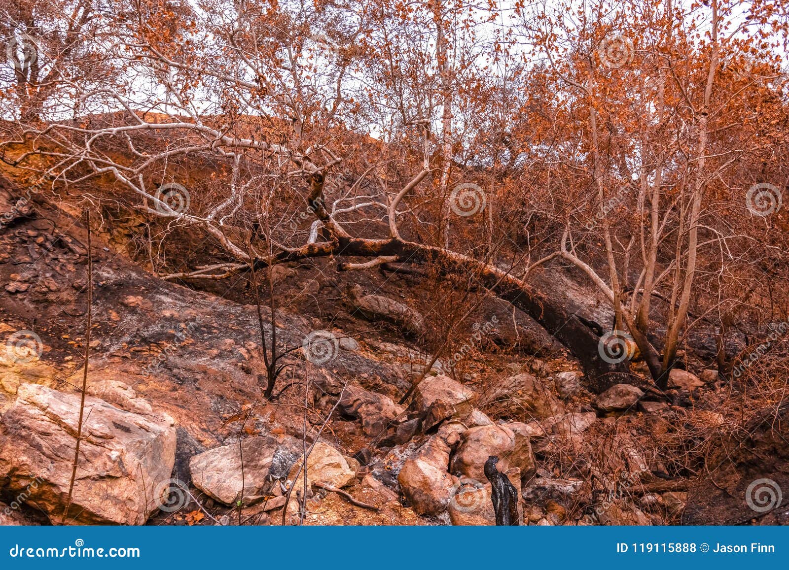 Large tree burnt by fire stock photo. Image of protection - 119115888