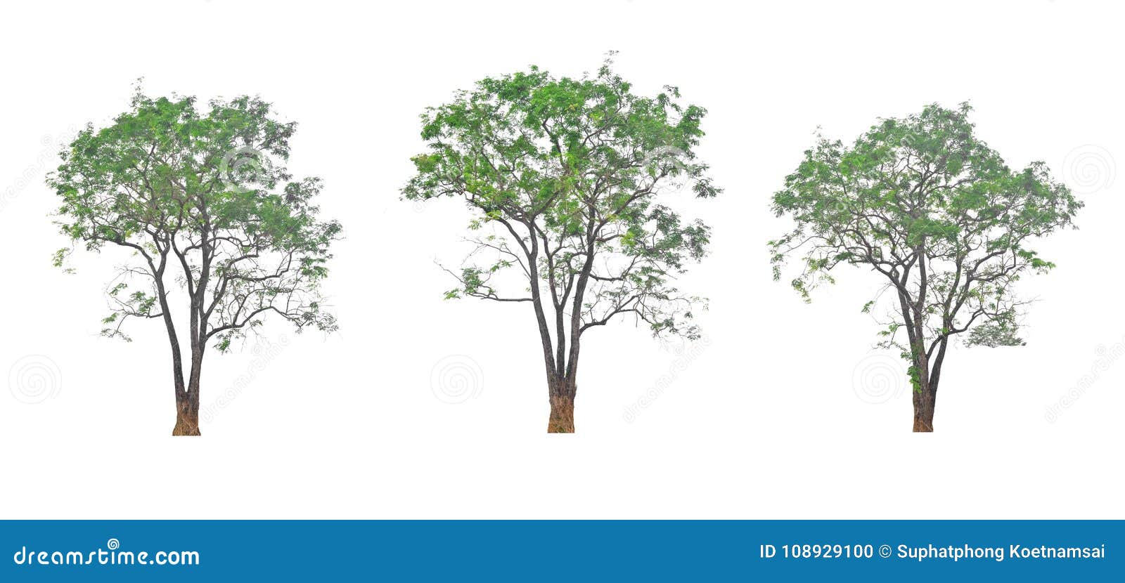 Large Tree in Different View. Stock Photo - Image of stalk, summer ...